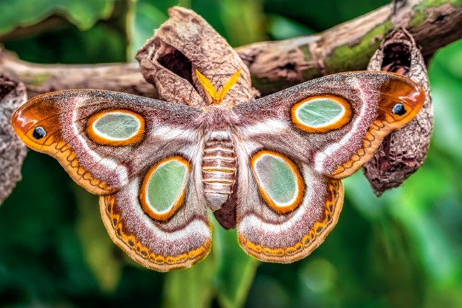 Winter Family Science Workshops - Patterns in Nature | Flandrau Science ...